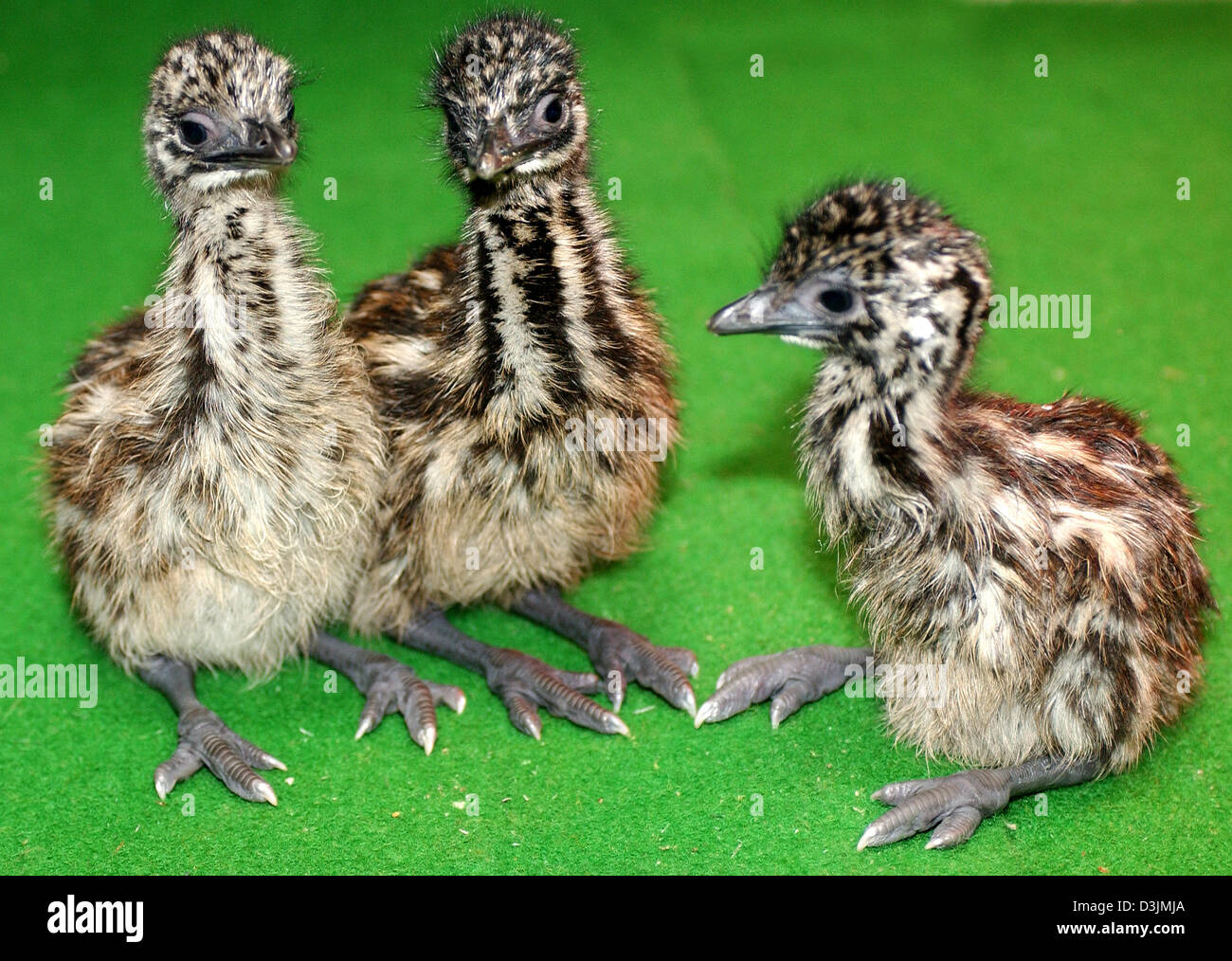 Australia emu hatch hi-res stock photography and images - Alamy