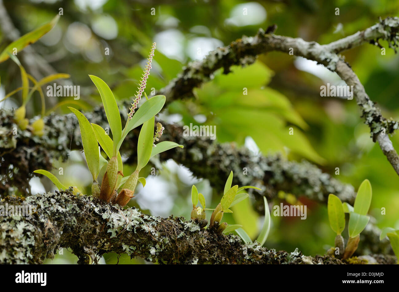 beautiful wild orchid (Eria siamensis) in forest of Thailand Stock ...