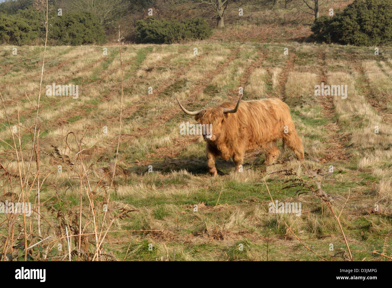 Highland cow in a field near Glandford, North Norfolk, UK Stock Photo ...
