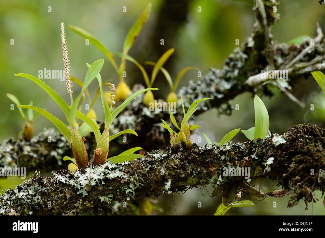 Eria hi-res stock photography and images - Alamy