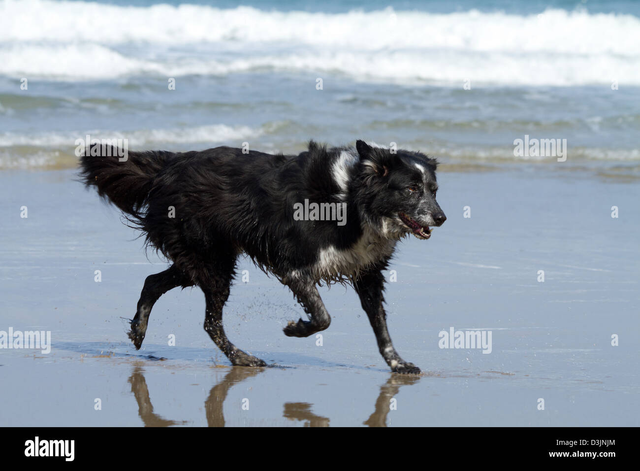 Border Collie walking on a beach in Cornwall Stock Photo - Alamy