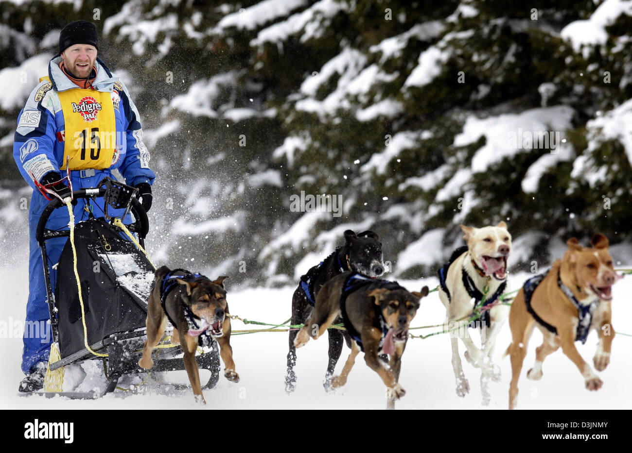 (dpa) - A so-called 'Musher' races with his harnessed dogsled team ...