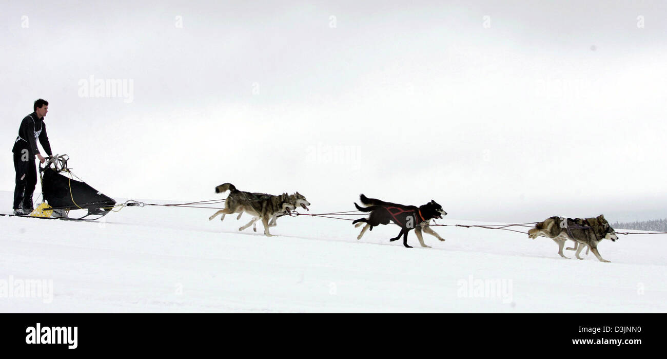 (dpa) - A so-called 'Musher' races with his harnessed dogsled team ...