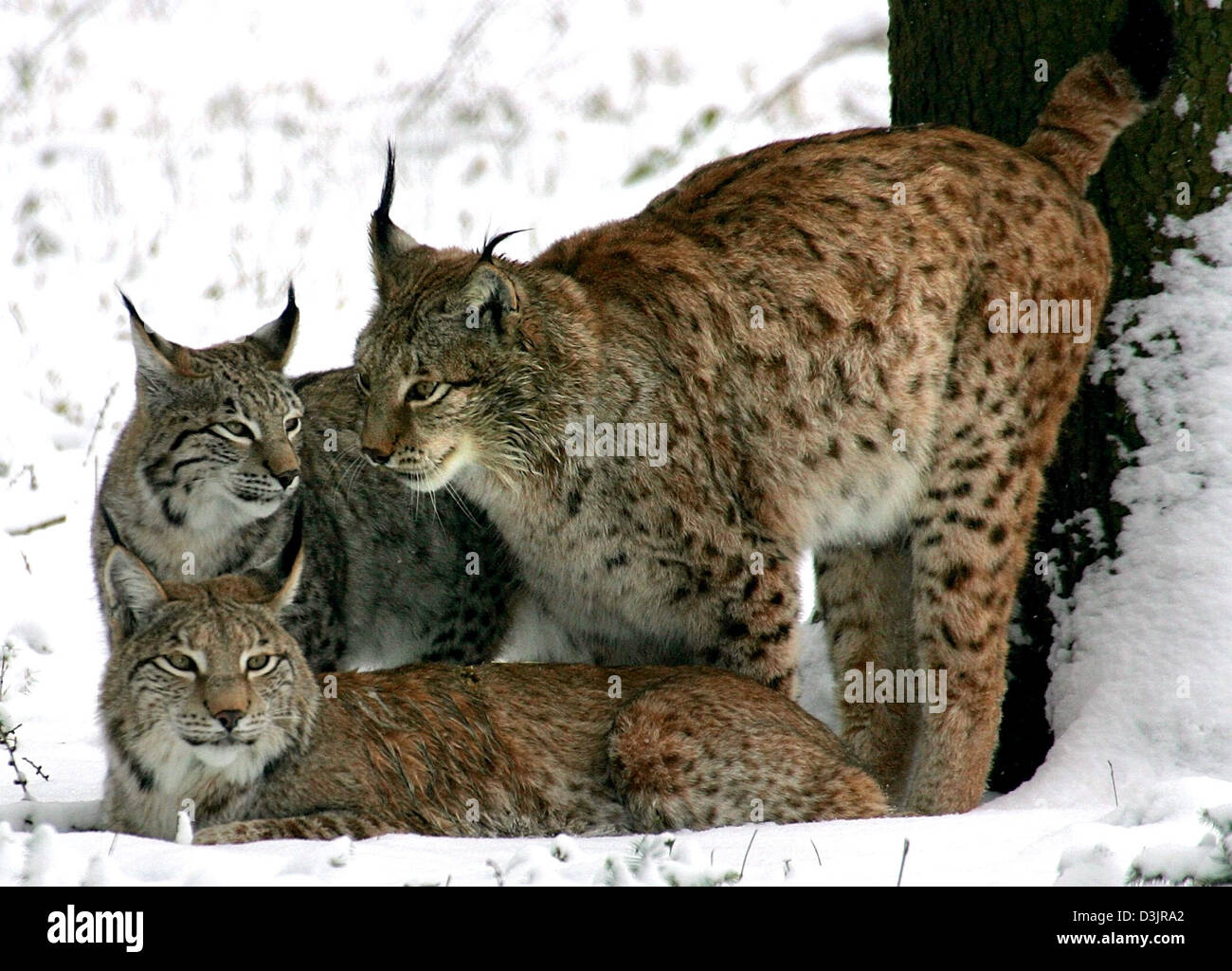 Lynx lynx group family hi-res stock photography and images - Alamy