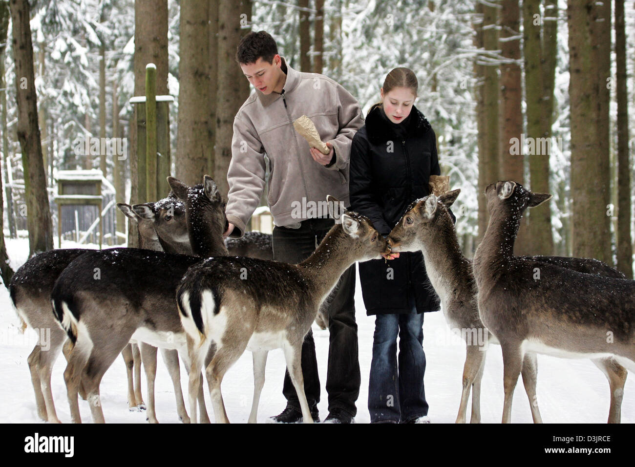 (dpa) - A couple feeds fallow deer with grain at the wildlife park ...