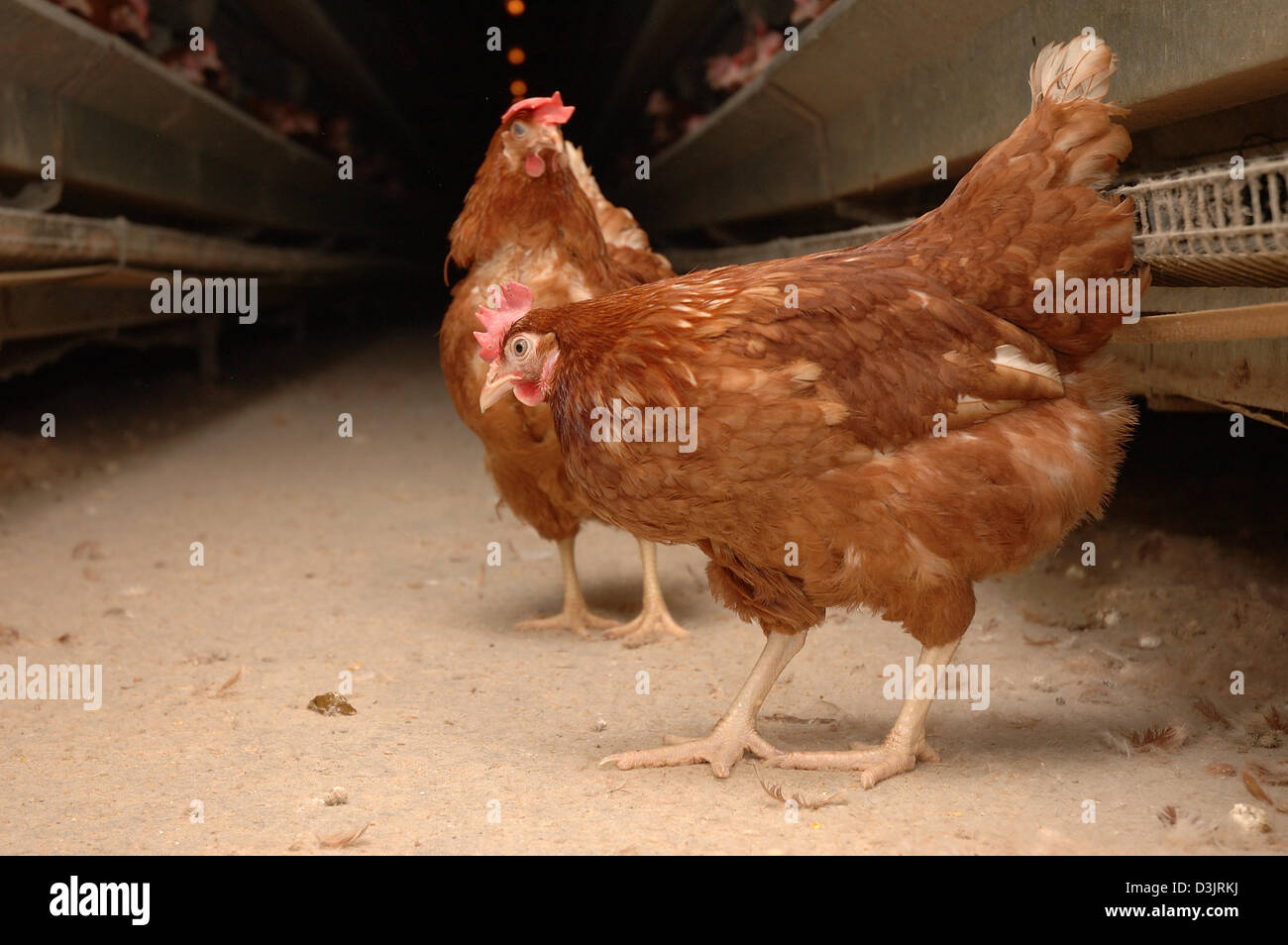 Human interest hum animals chicken laying battery fowls germany hi-res ...
