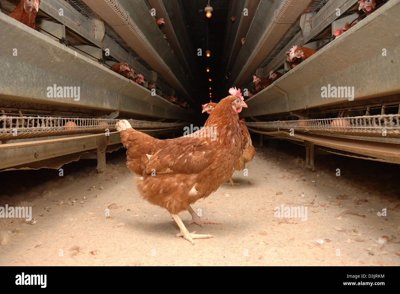 Human interest hum animals chicken laying battery fowls germany hi-res ...