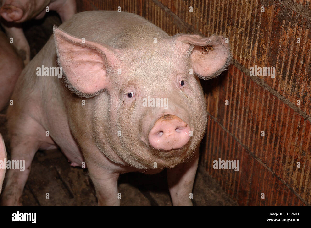(dpa) - A pig in a German fattening farm on 31 December 2004. The pigs ...