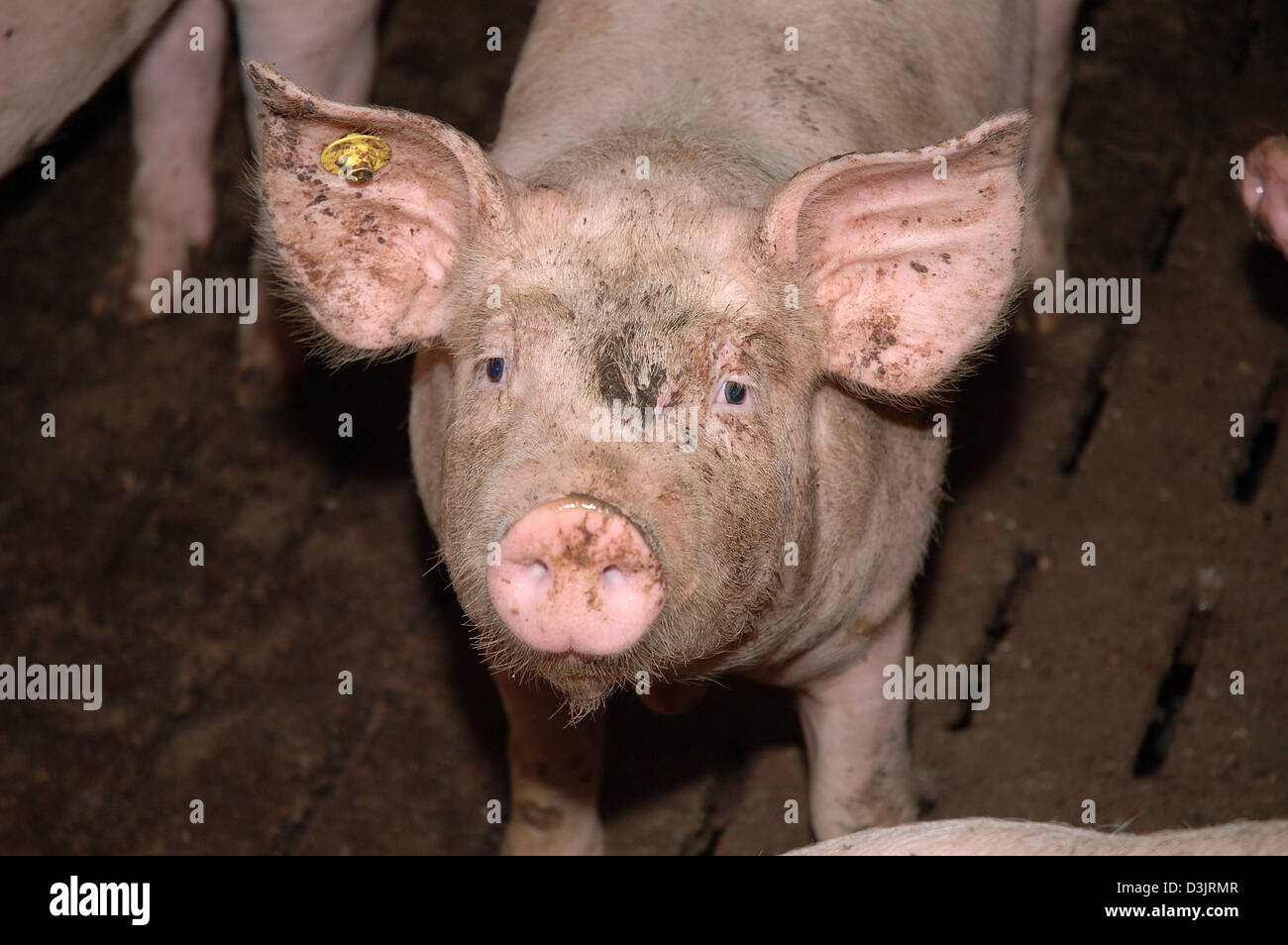 (dpa) - A pig in a German fattening farm on 31 December 2004. The pigs ...