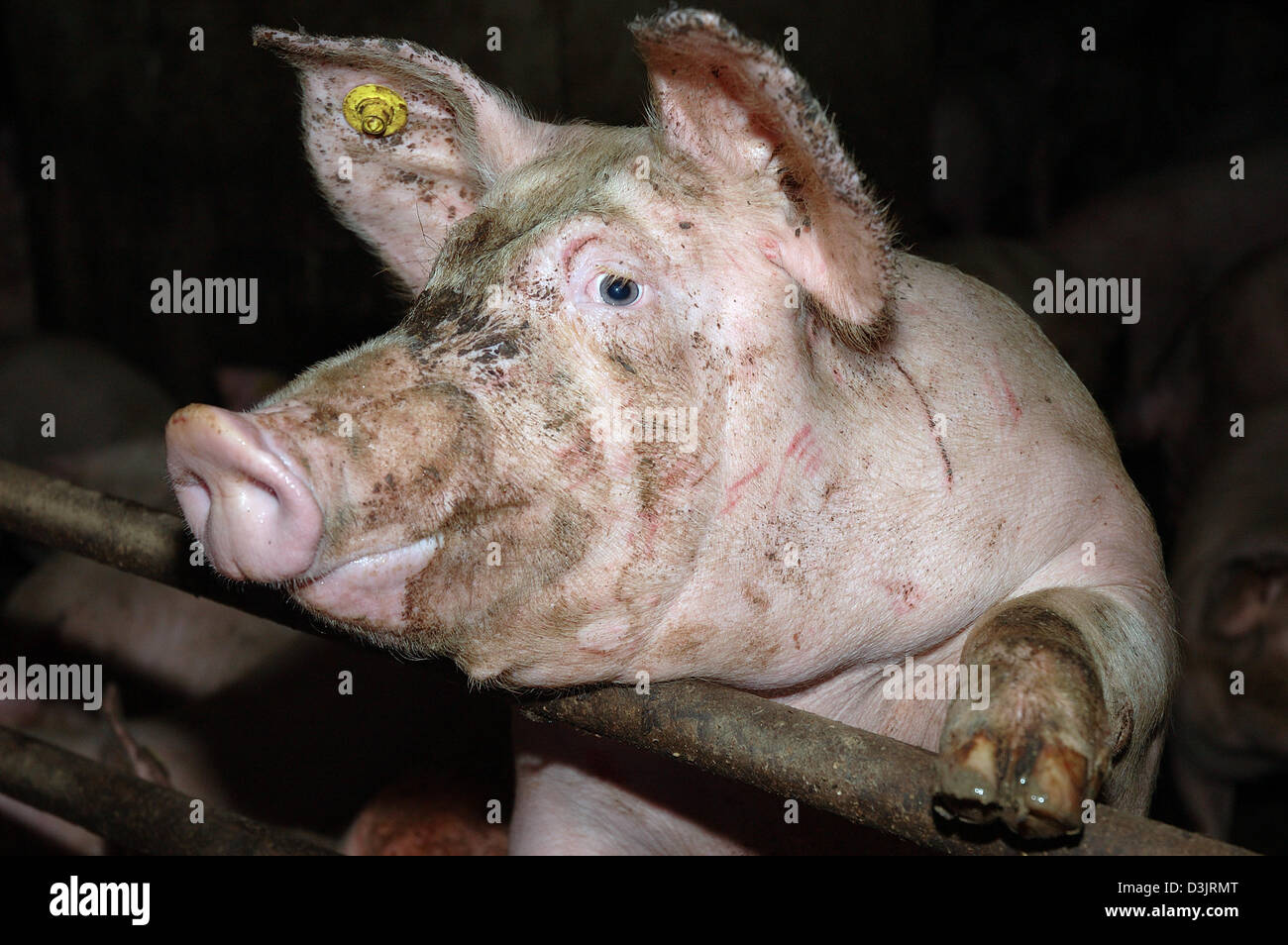 (dpa) - A pig in a German fattening farm on 31 December 2004. The pigs ...