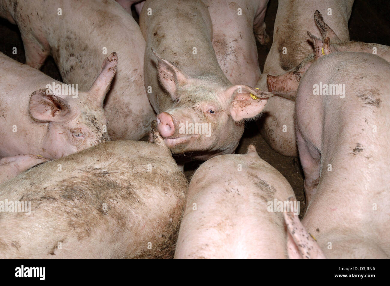 (dpa) - Pigs in a German fattening farm on 31 December 2004. The pigs ...