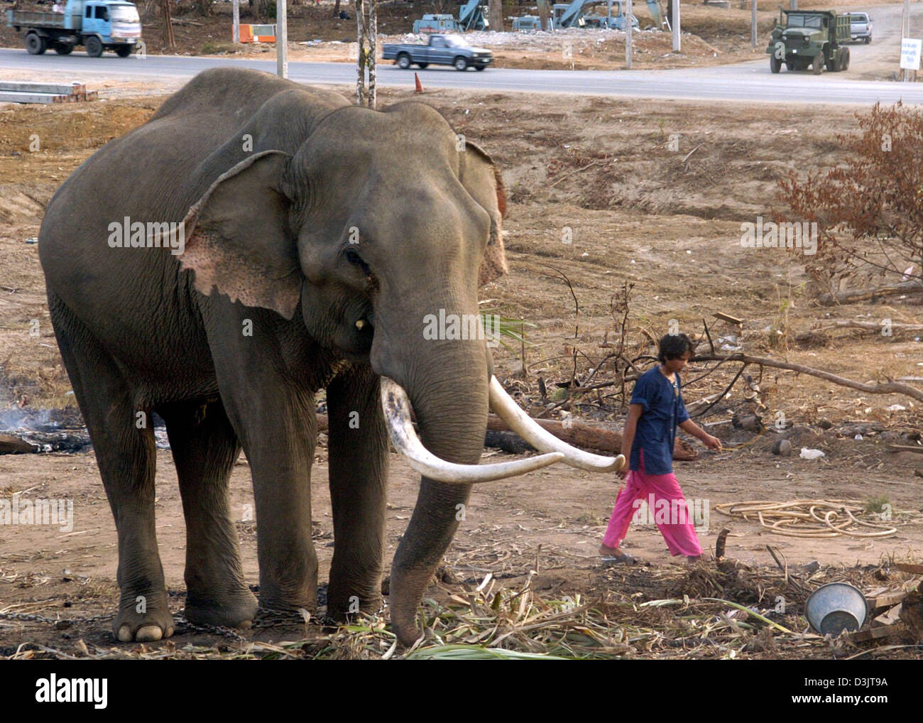 Tied elephant hi-res stock photography and images - Alamy