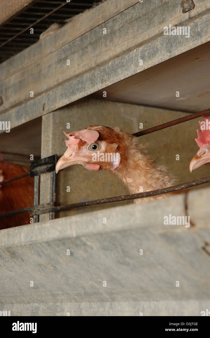 Human interest hum animals chicken laying battery fowls germany hi-res ...