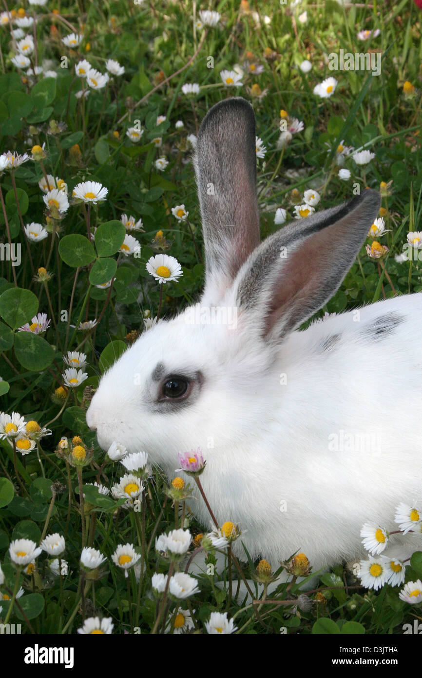 A white bunny on daisies Stock Photo - Alamy