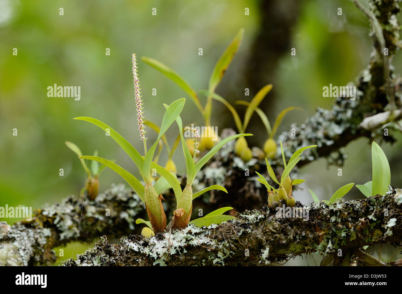 Eria hi-res stock photography and images - Alamy