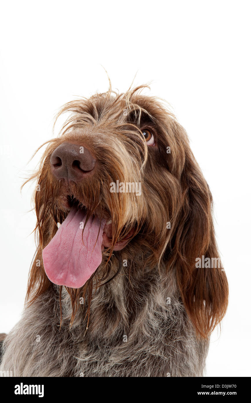 italian spinone dog pet Stock Photo - Alamy