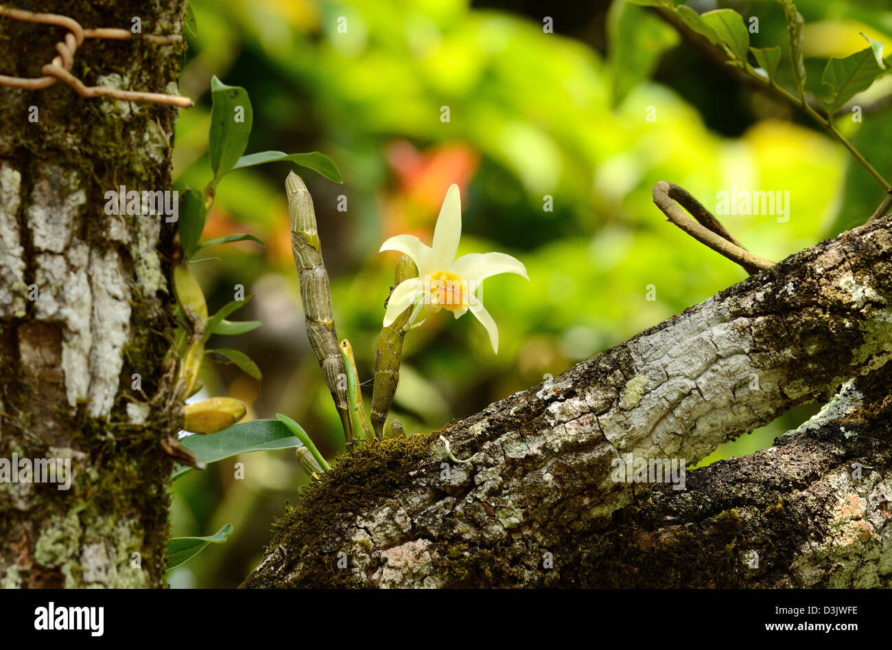 beautiful wild orchid (Dendrobium heterocarpum) in forest of Thailand ...