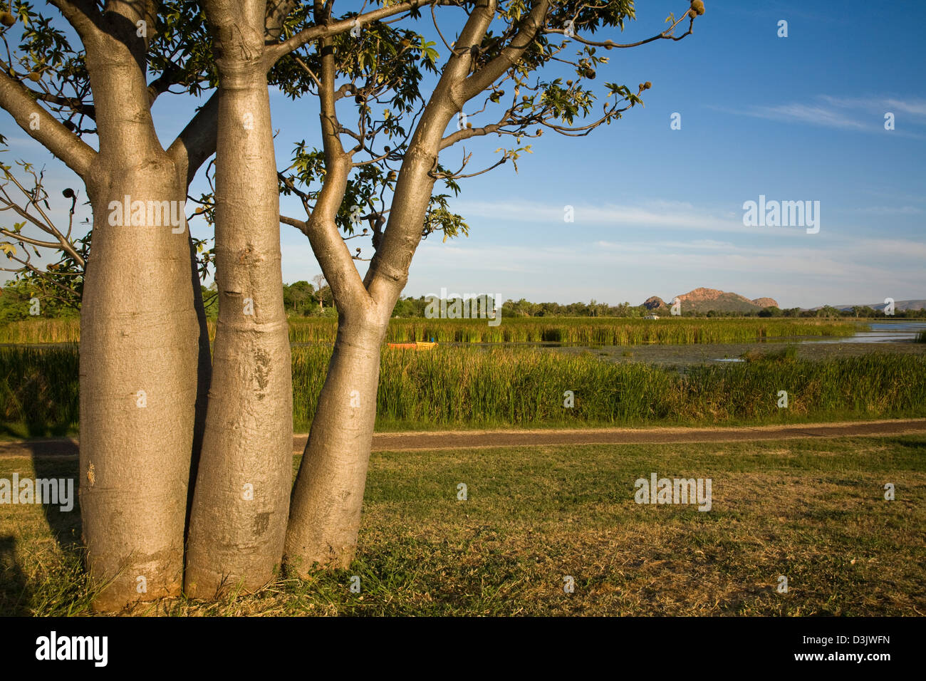 The boab tree is iconic to the East Kimberley region and flank the ...