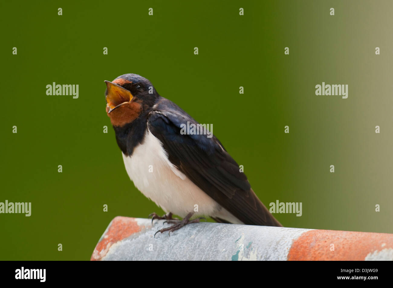 A Swallow Sings Beak Wide Open While Perched Atop A Farm Building Isle Of Mull Scotland