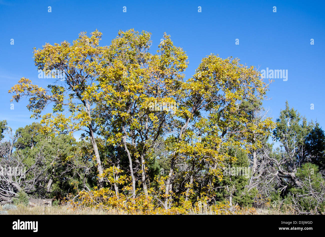 Gambel oak hi-res stock photography and images - Alamy