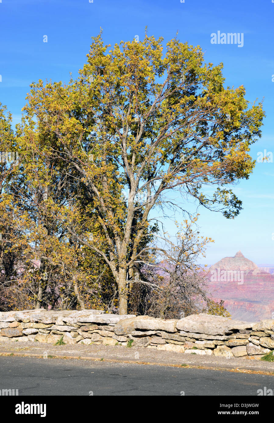 The Gambel Oak (Quercus gambelii) displays its vibrant fall colors in ...