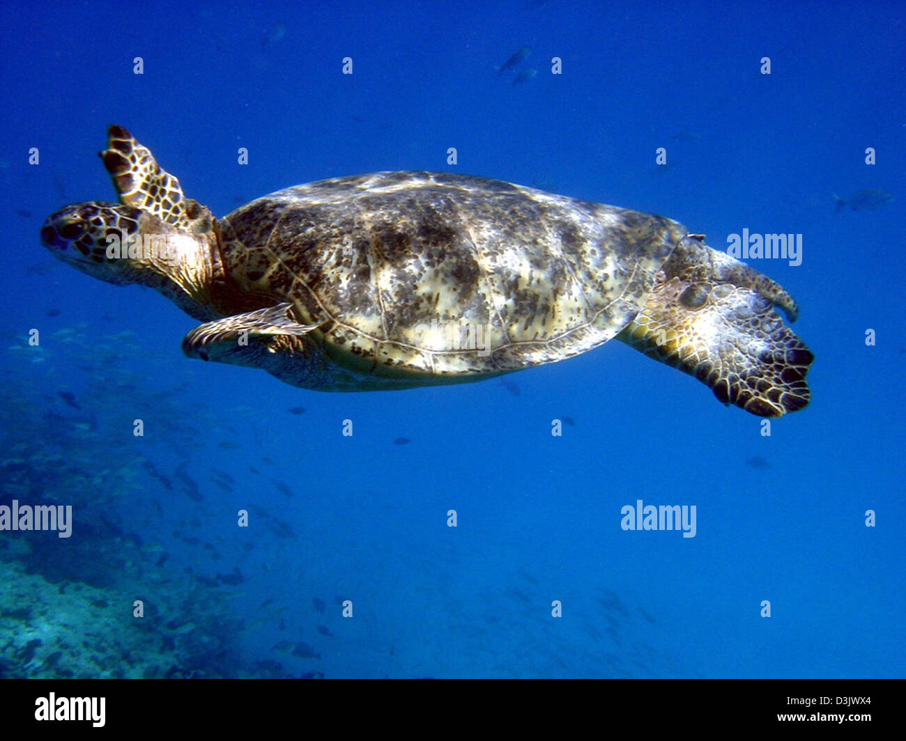 Hawaiian sea turtles, vital to the island ecosystem, are monitored by ...