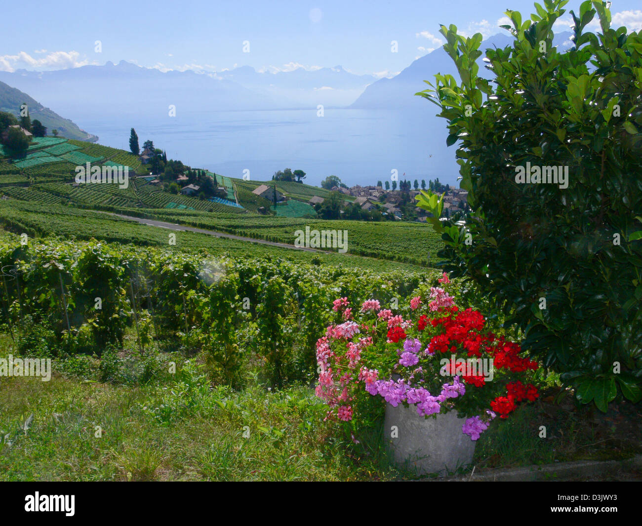 terrace of lavaux,vaud,swiss Stock Photo - Alamy