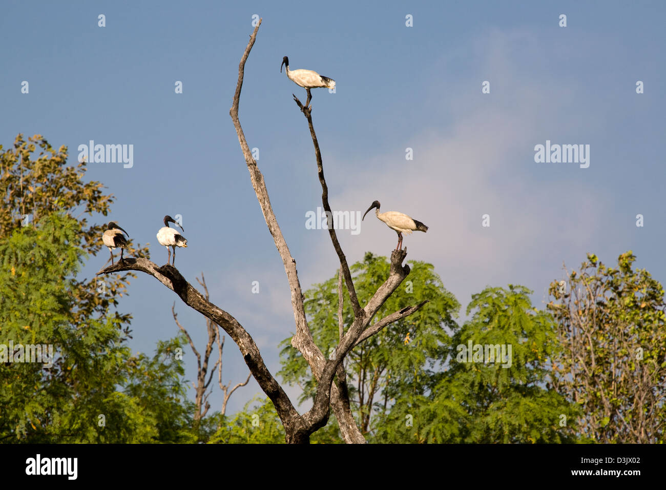 Australian ibis (Threskiornis molucca) perch in dead tree above Lake ...