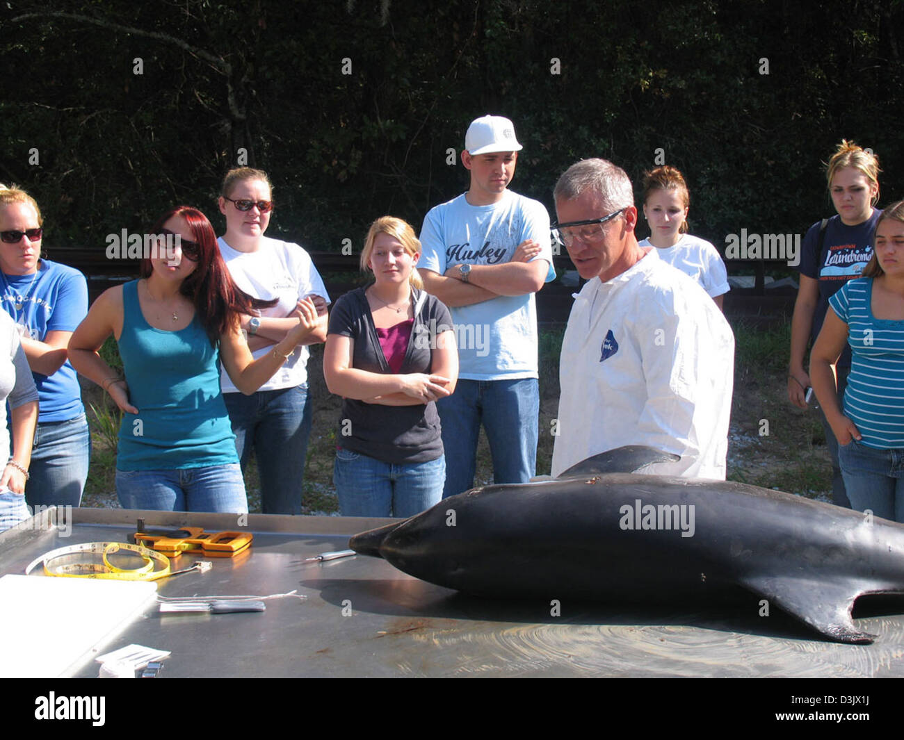 A necropsy was conducted on a bottlenose dolphin to study its health ...