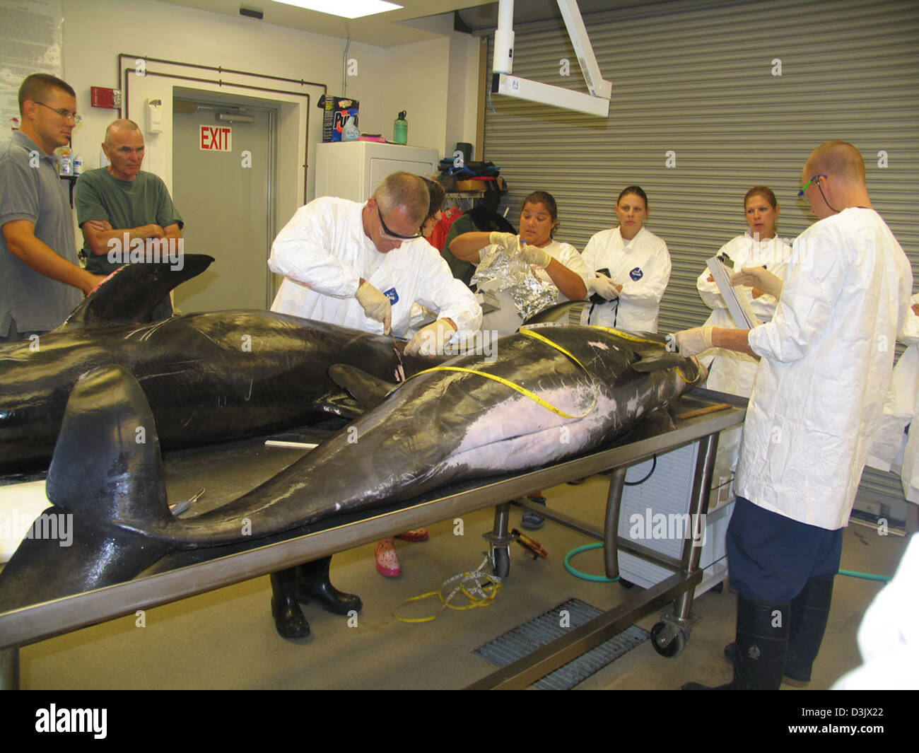 Necropsy hi-res stock photography and images - Alamy