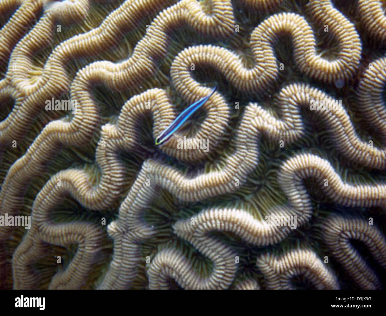 The brain coral ecosystem provides a critical habitat for various ...