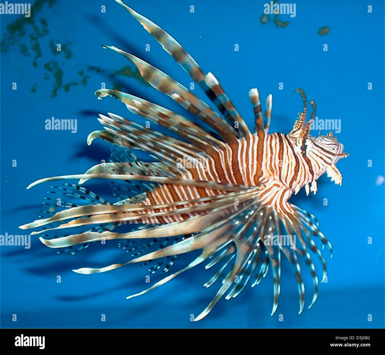 Florida invasive fish hi-res stock photography and images - Alamy