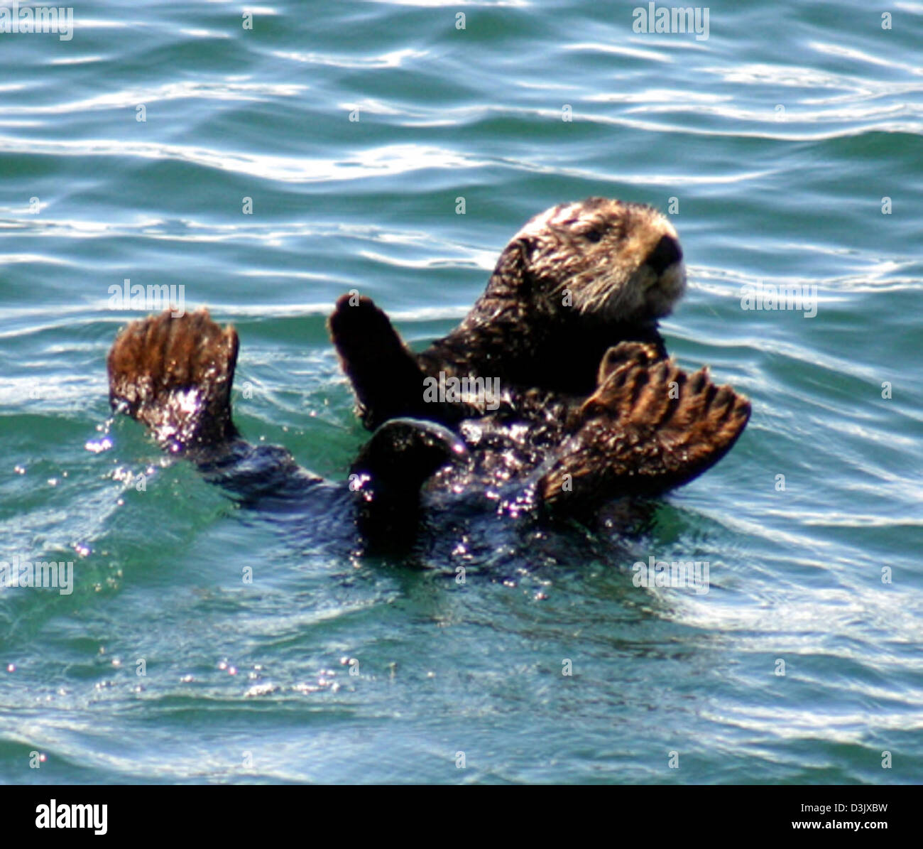 A sea otter is seen interacting with kelp in its natural habitat ...