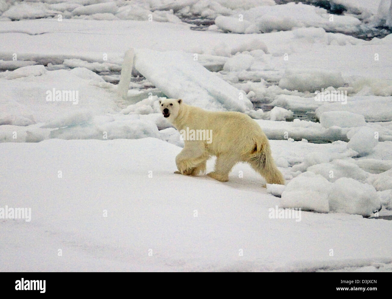 The Arctic ecosystem, known for its fragile polar habitats, is being ...