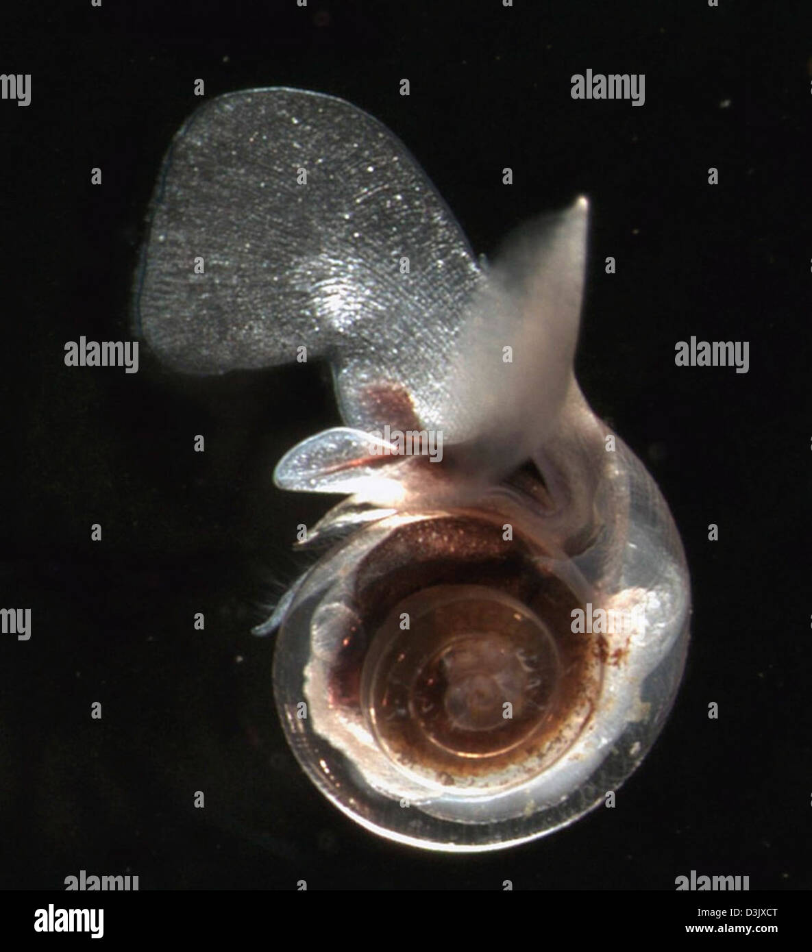 Marine life in regions affected by ocean acidification is struggling to ...