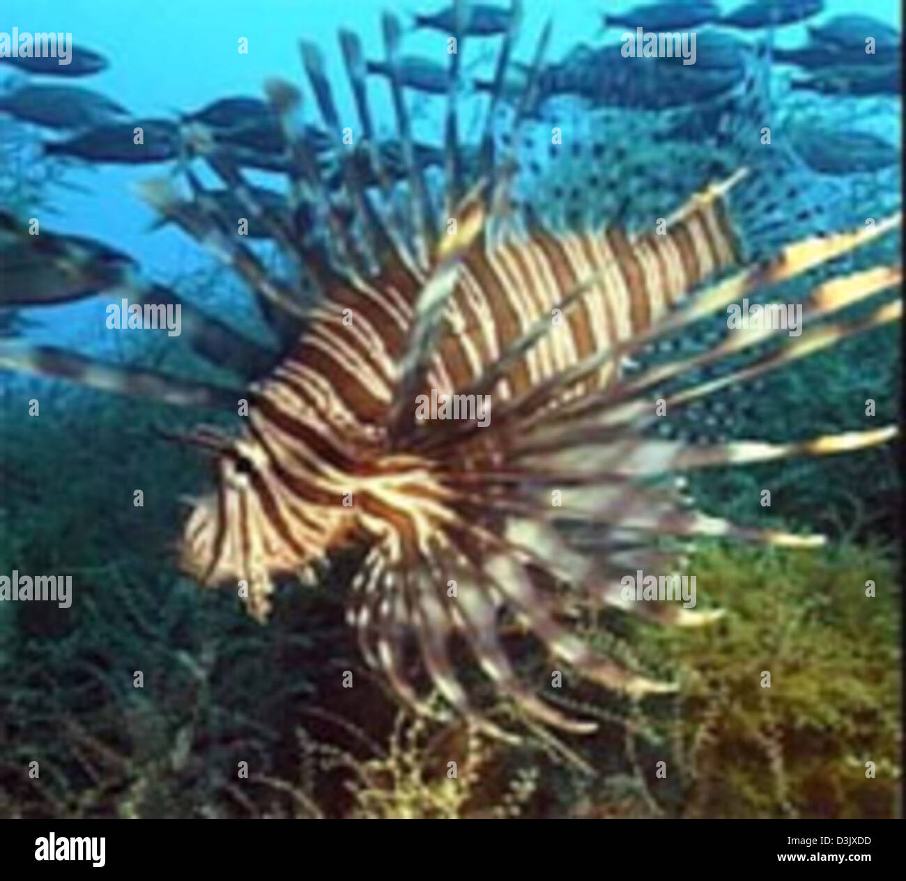 Lionfish invasion hi-res stock photography and images - Alamy