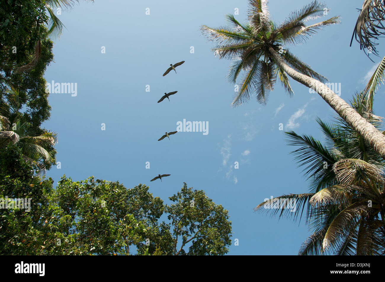 four birds fly overhead while on a hike through the rain forest in ...