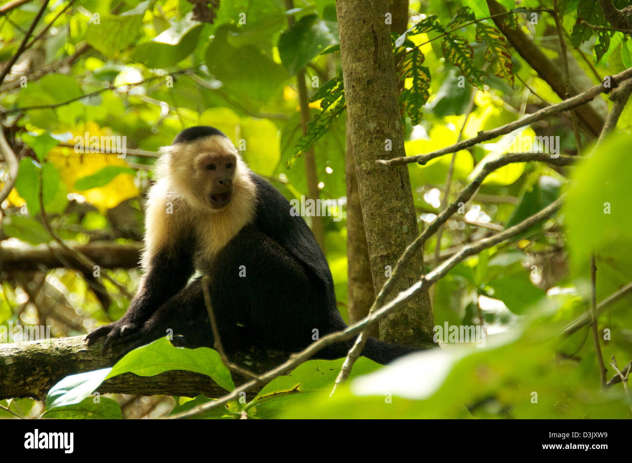 White Faced Monkey capuchin Costa Rica Stock Photo - Alamy