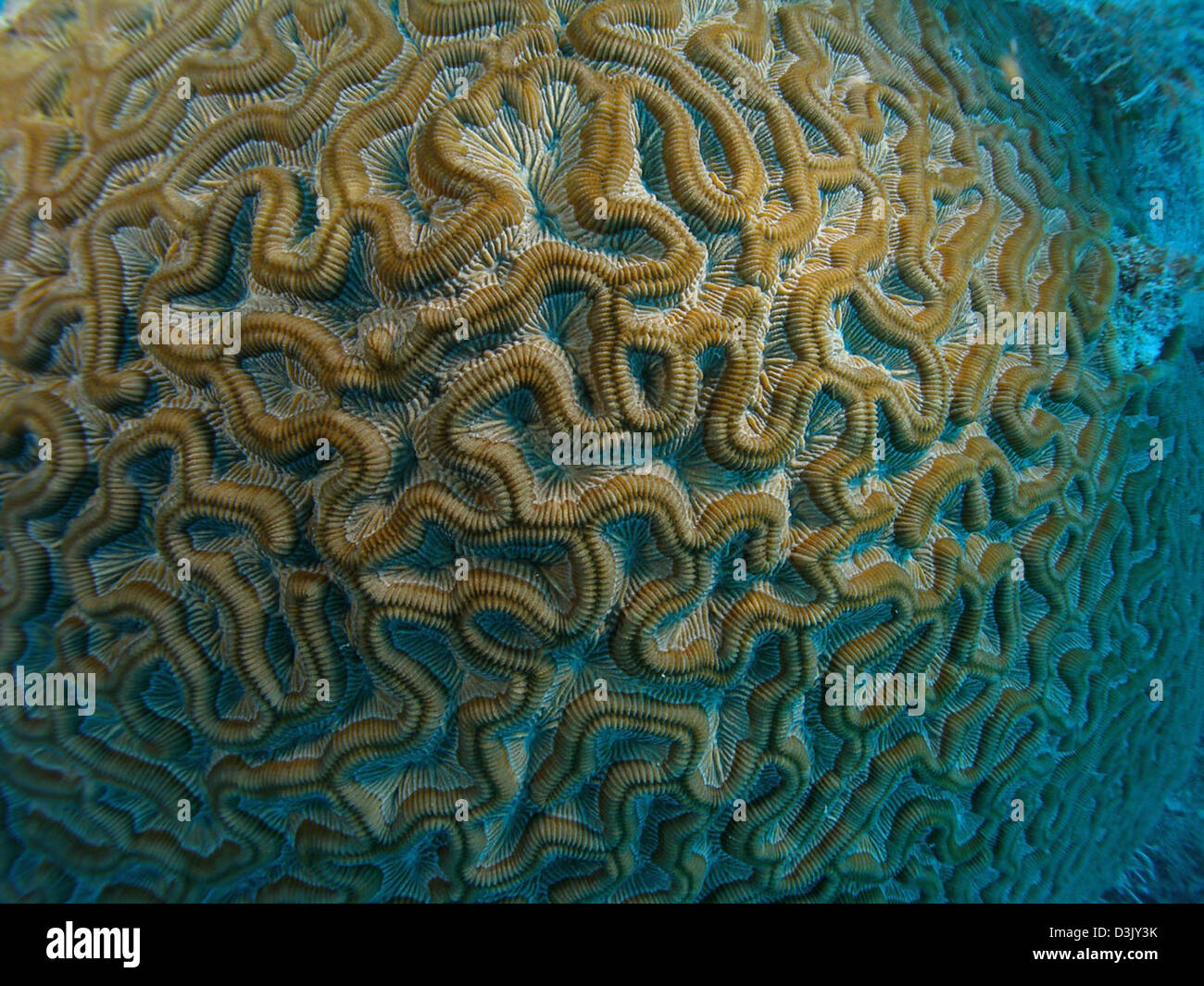 Brain coral in Florida’s marine environment is studied by NOAA’s ...