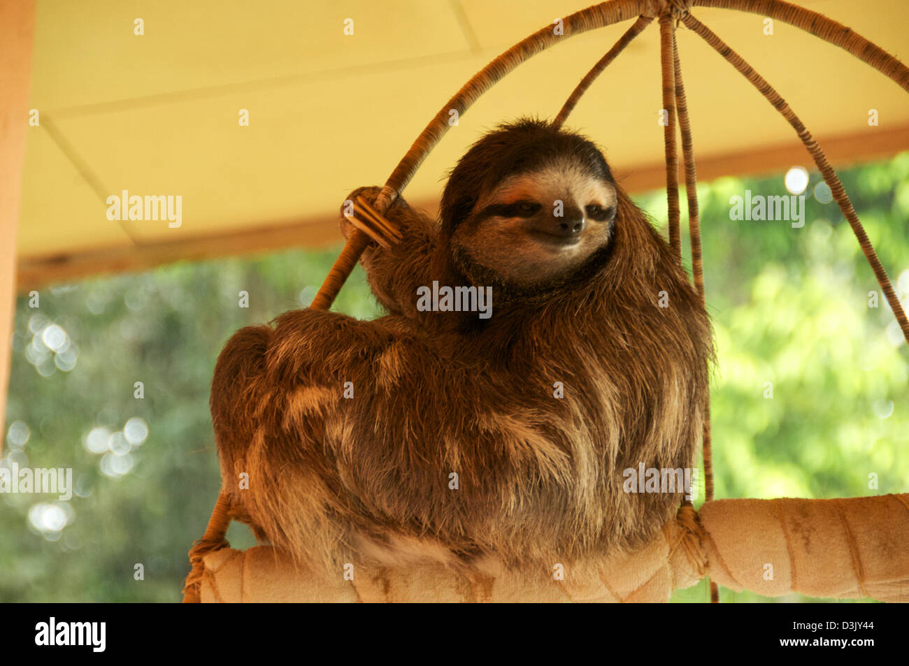 Baby three toed sloth hi-res stock photography and images - Alamy