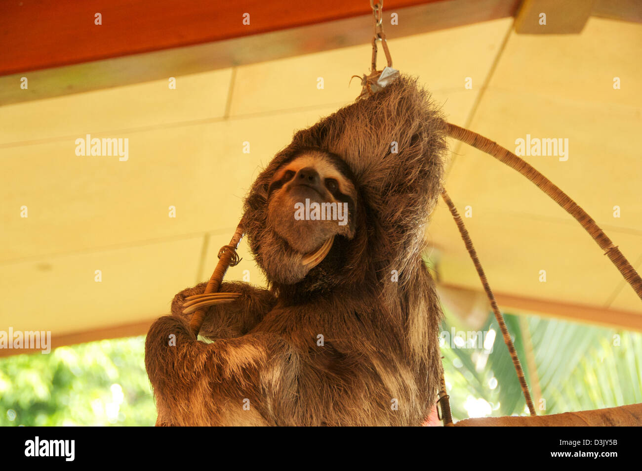 Buttercup is a 3 toed sloth that lives at the Sloth Sanctuary in Costa ...
