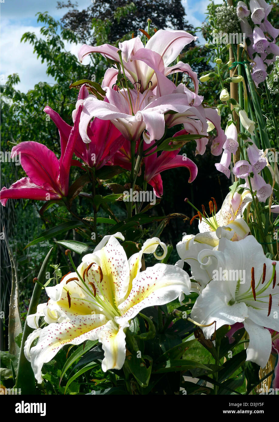Lilies Giant in the garden Stock Photo - Alamy