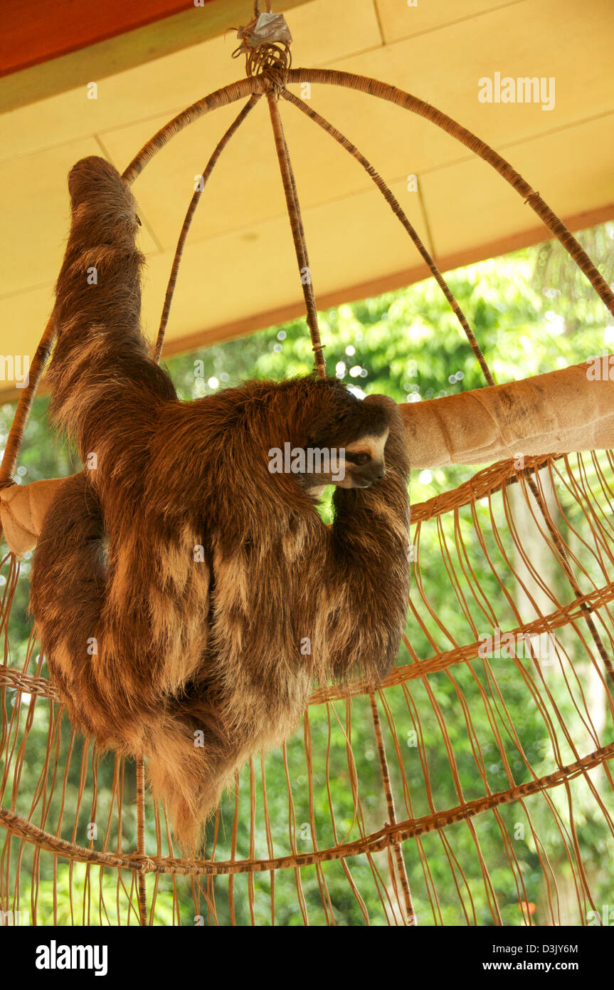 Buttercup is a 3 toed sloth that lives at the Sloth Sanctuary in Costa ...