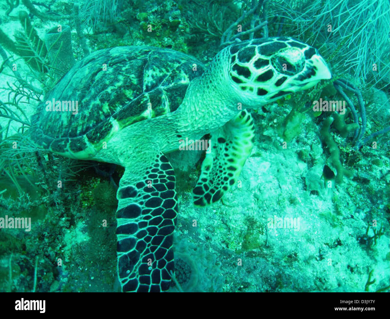 Floridakeysnationalmarinesanctuary hi-res stock photography and images ...