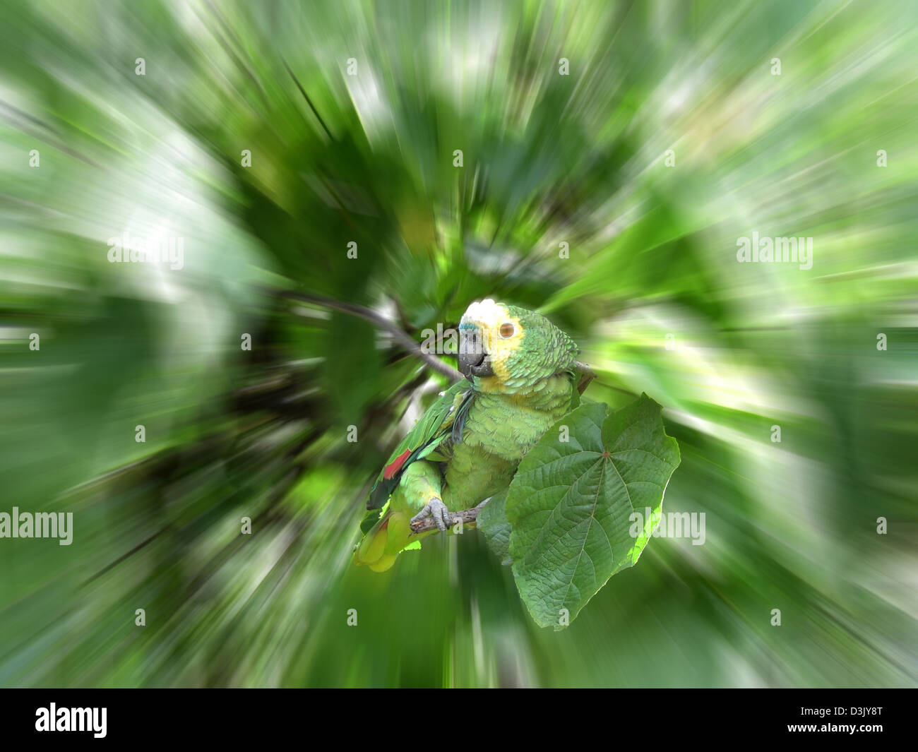 Elegant Brazil Parrot Stock Photo - Alamy
