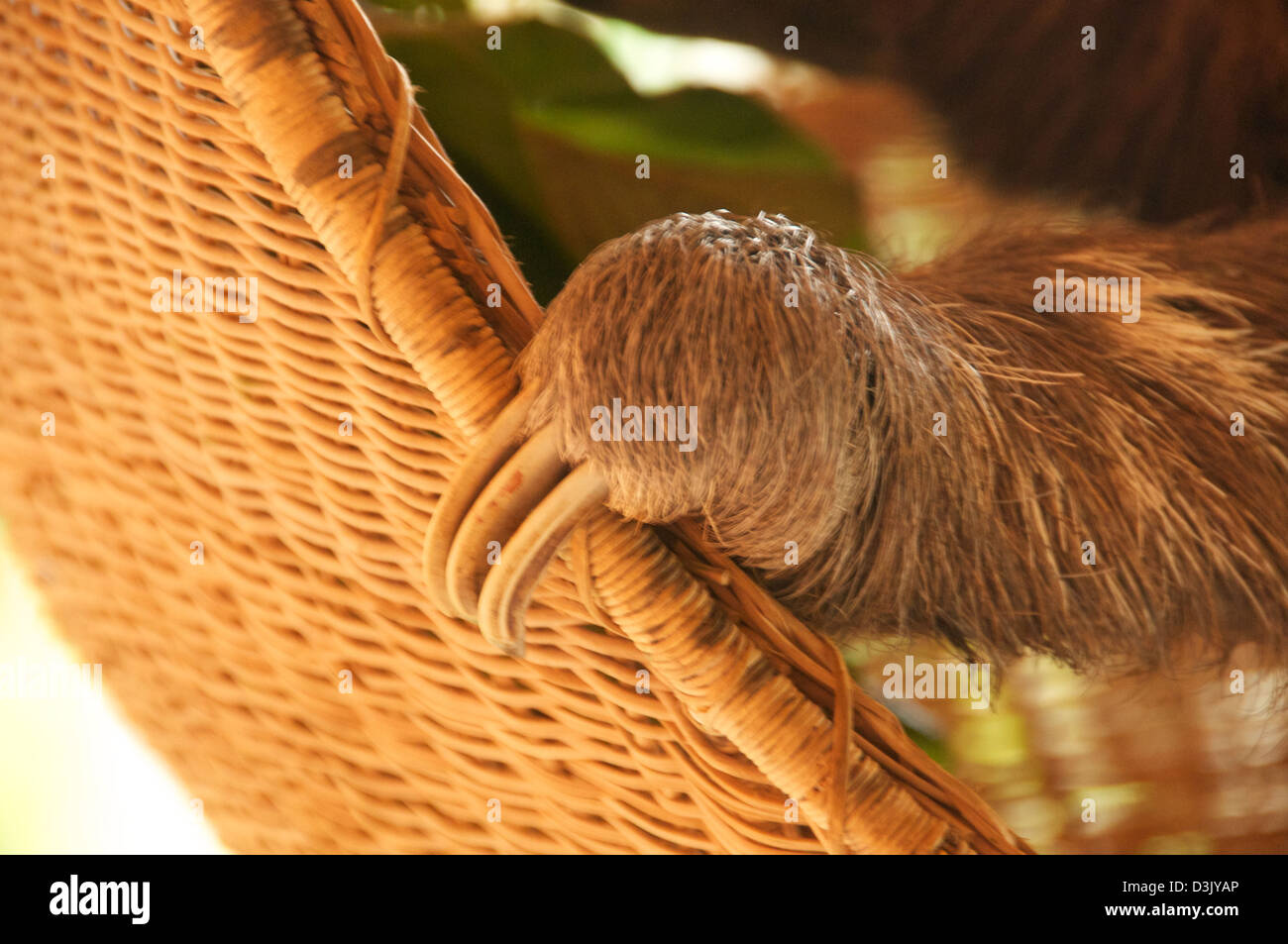 Buttercup is a 3 toed sloth that lives at the Sloth Sanctuary in Costa ...