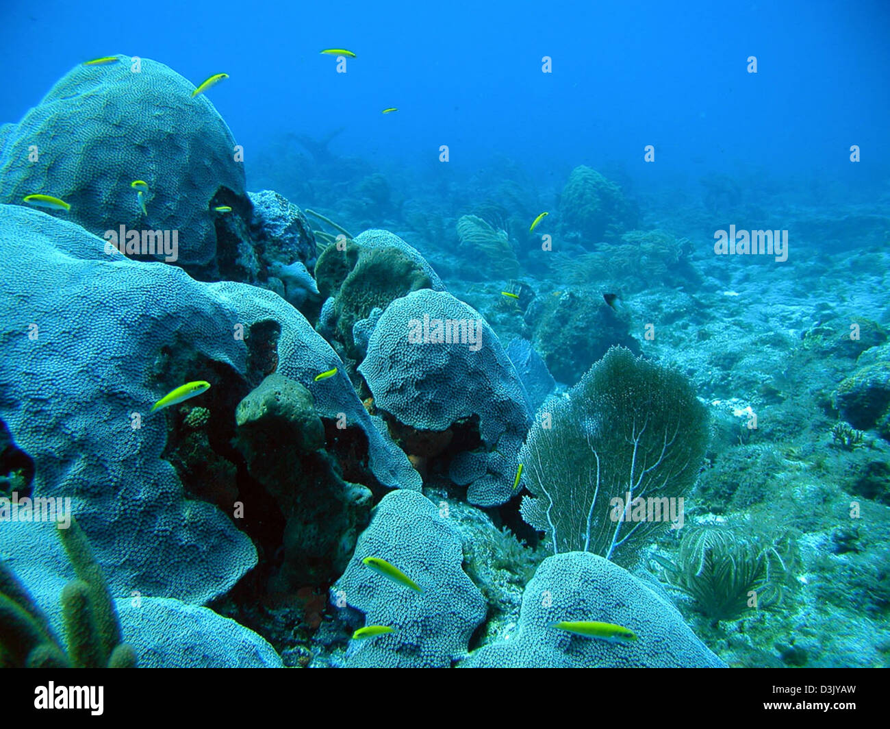 Coral reefs within national marine sanctuaries are critical to marine ...