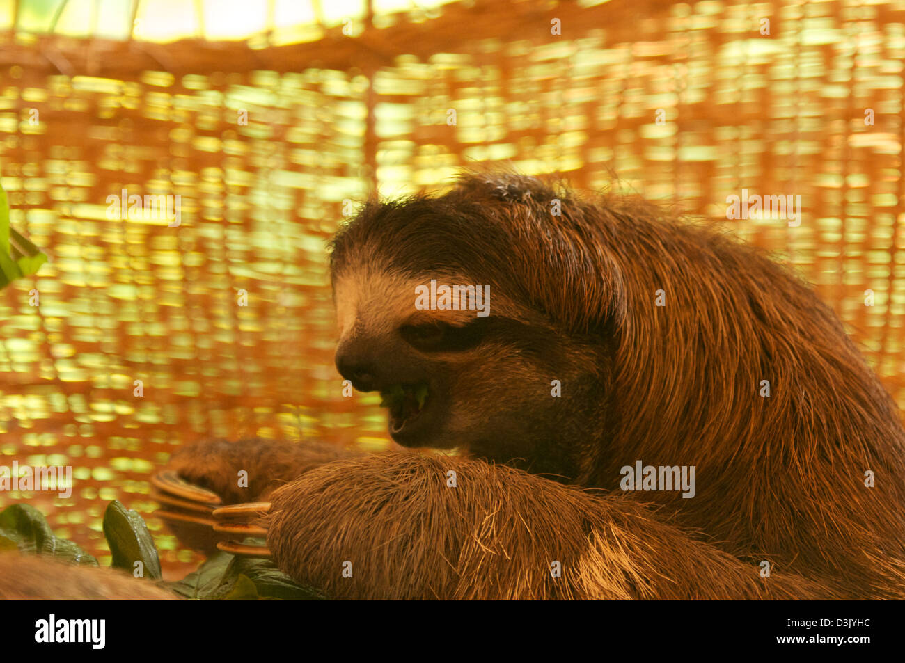 Baby three toed sloth hi-res stock photography and images - Alamy