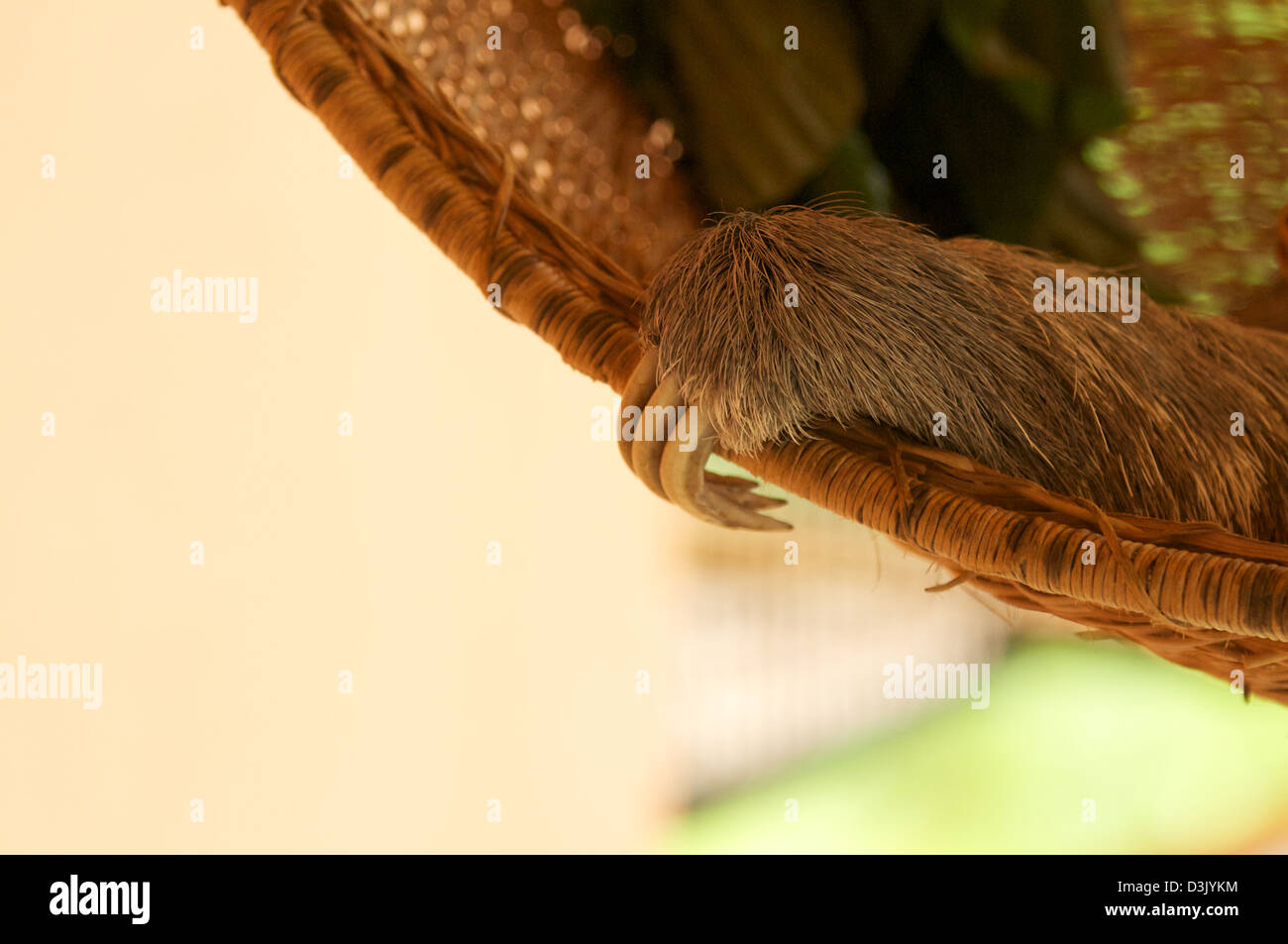 Buttercup is a 3 toed sloth that lives at the Sloth Sanctuary in Costa ...