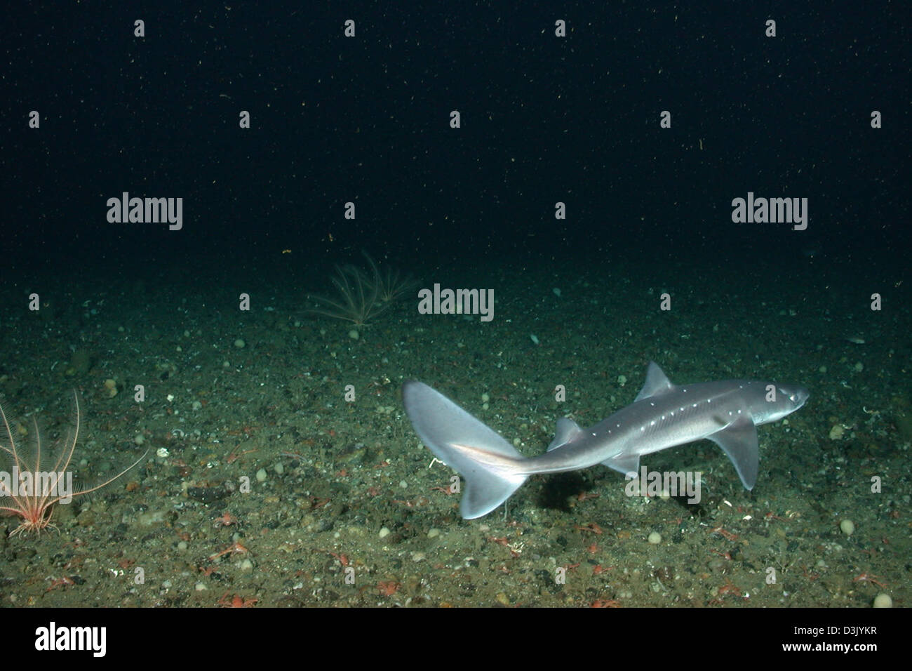 The Dogfish, a research vessel in the Olympic Coast National Marine ...